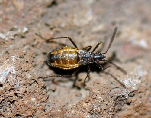 Endemic Insects of Mauna Kea | Destination Hilo